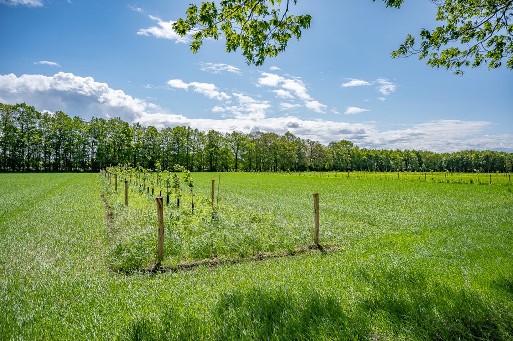 Wolboom - De Groene Ruyt
