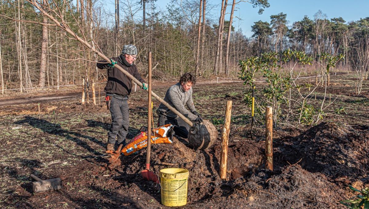 Klinkenbelt - De Groene Ruyt